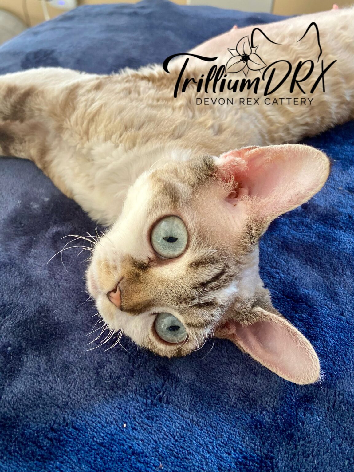 Devon Rex History - Trillium Devonrex
