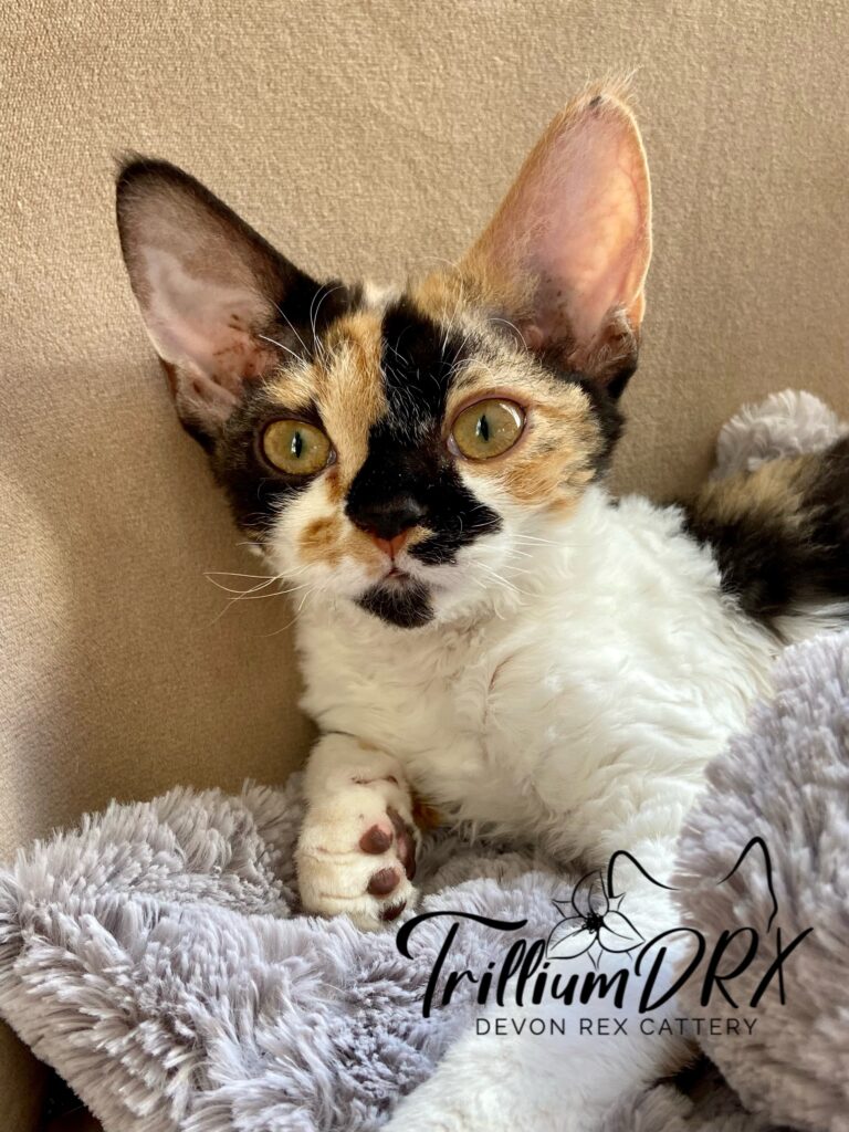 Queens and Studs - Trillium Devonrex