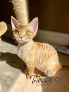 Devon Rex History - Trillium Devonrex