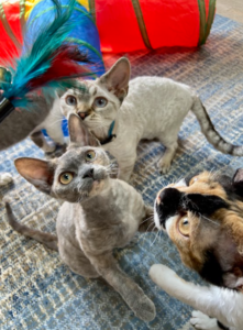Devon Rex History - Trillium Devonrex